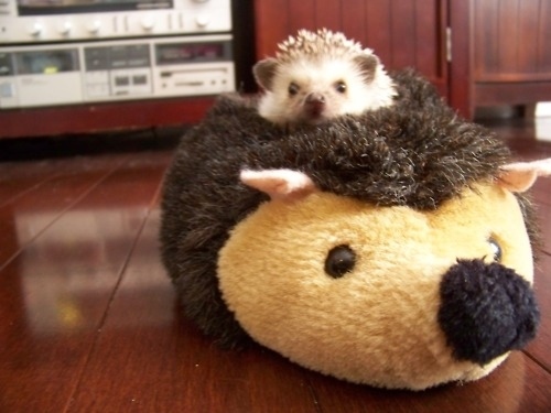 25 Cute Pets with Stuffed Animals of Themselves | Amazing Creatures