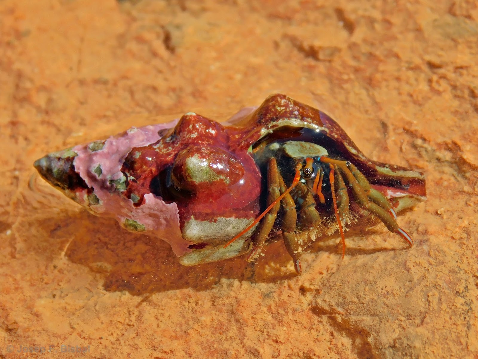 Sargantanes i Dragons: Decapoda - Crustacis decàpodes