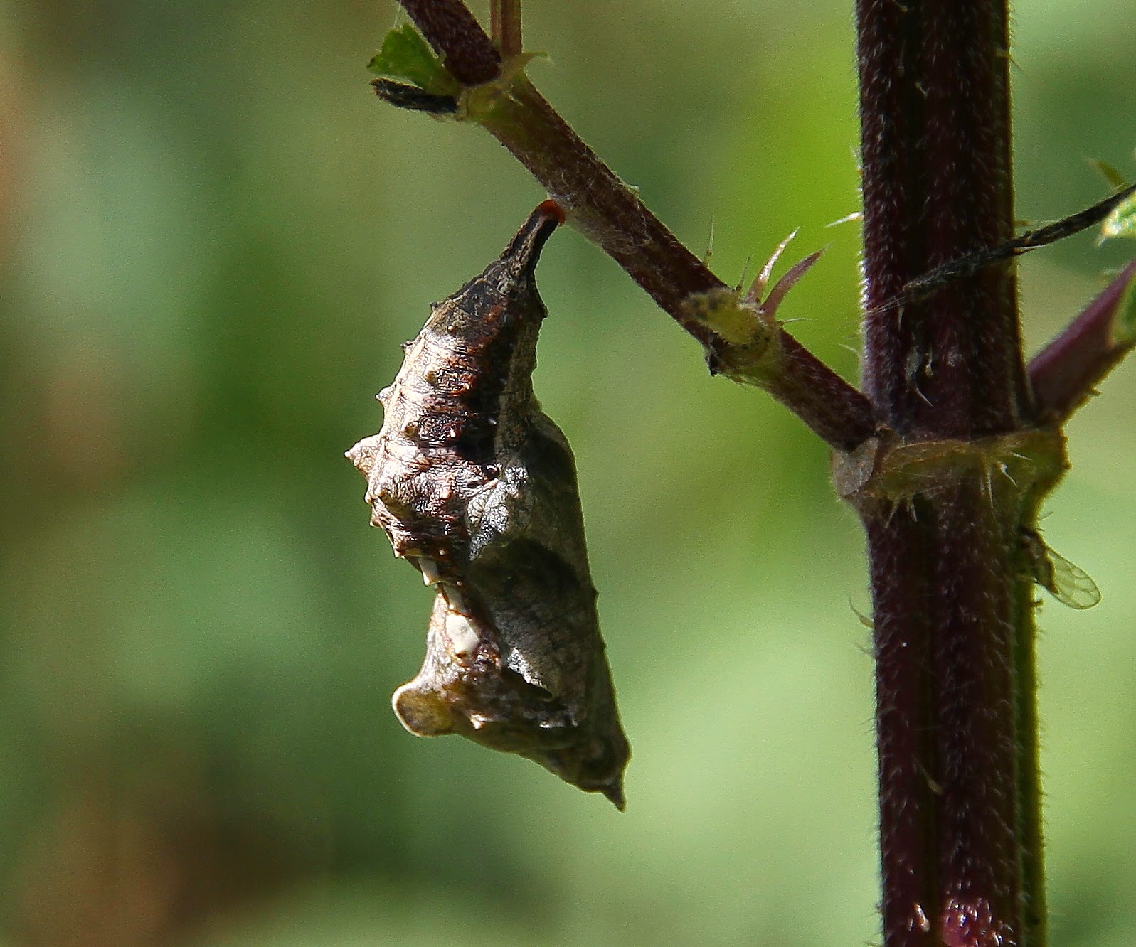Birding Poole Harbour & Beyond: 26 Aug 14 - What Came First: The ...