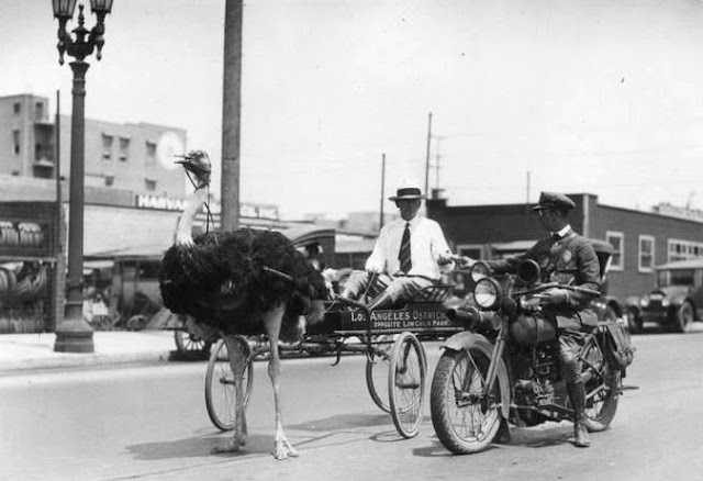Just A Car Guy: ostrich racing carts and around the farm ostrich wagons