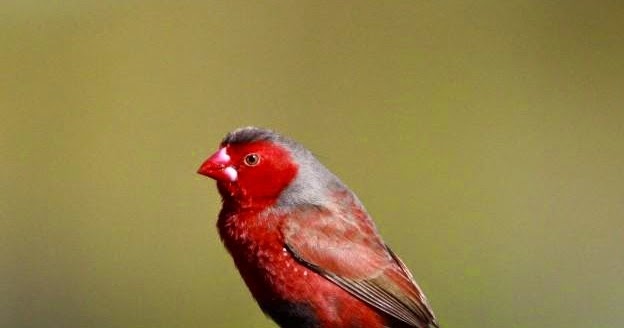 Amazing Animals: 10 Stunning and Gorgeous Red Animals