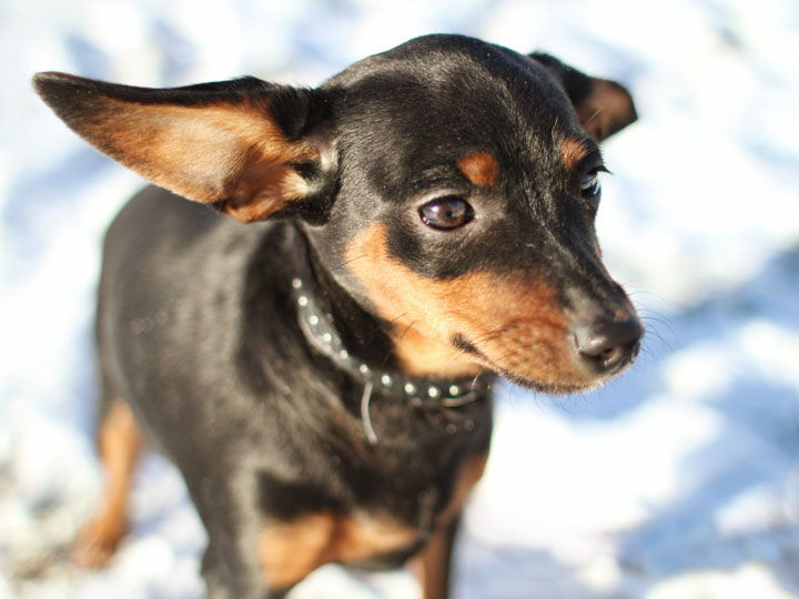Miniature Pinscher Mix Puppy
