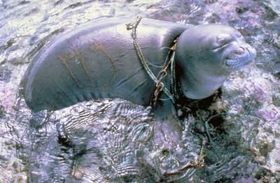 San Francisco Princess: The Great Pacific Garbage Patch