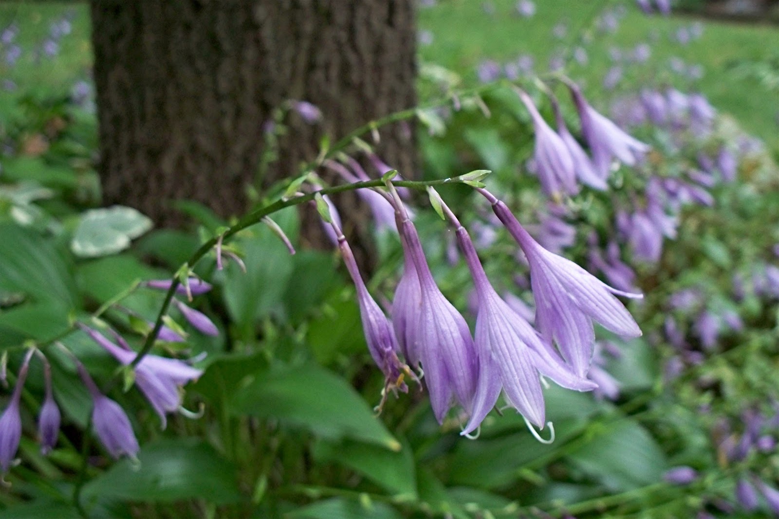 PlantPostings: Plant of the month:Hosta of the Equinox