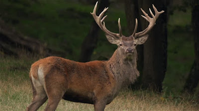 Top 20 Beutiful Animal Reindeer hd wallpapers - Download Free Hd Wallpapers