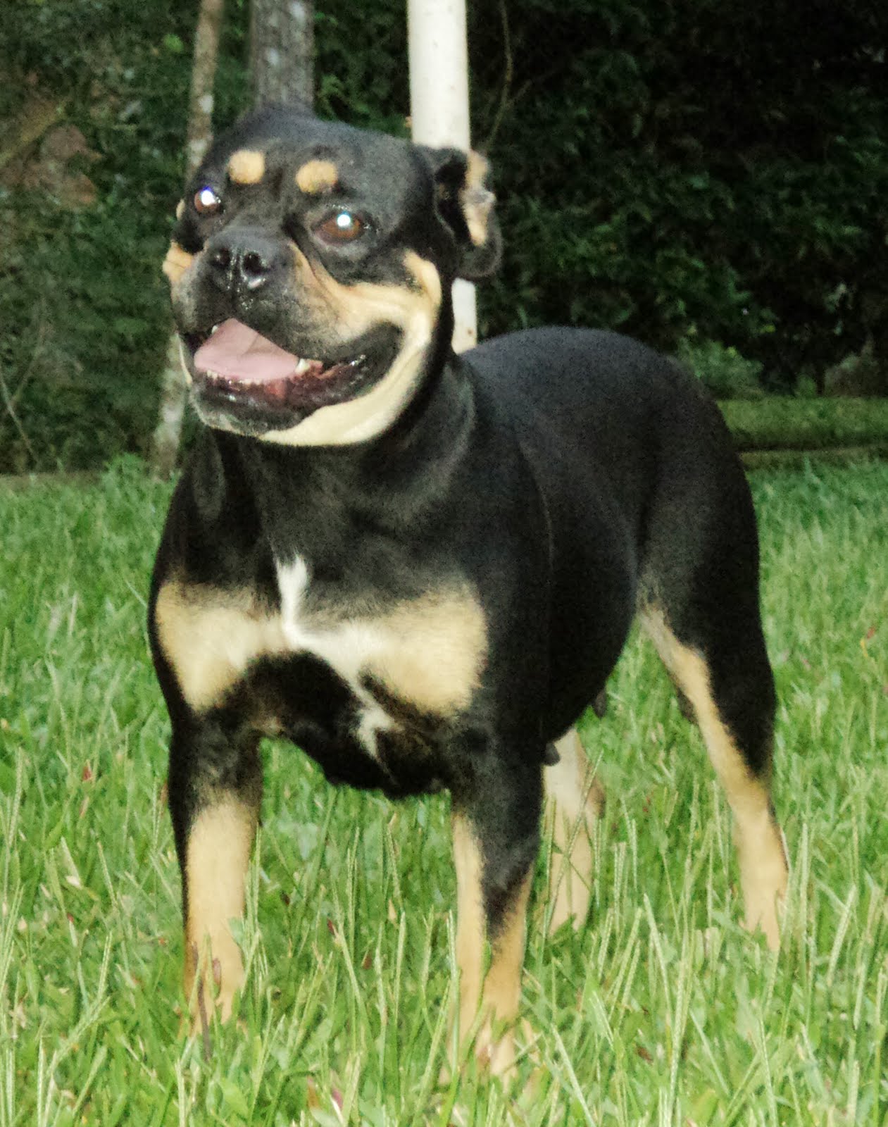 Buldogue Campeiro Buldogue Serrano: Matrizes do Canil Soberano