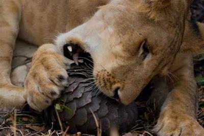 Most Amazing, Interesting, Stunning & Cool Photos: Animals eating other ...