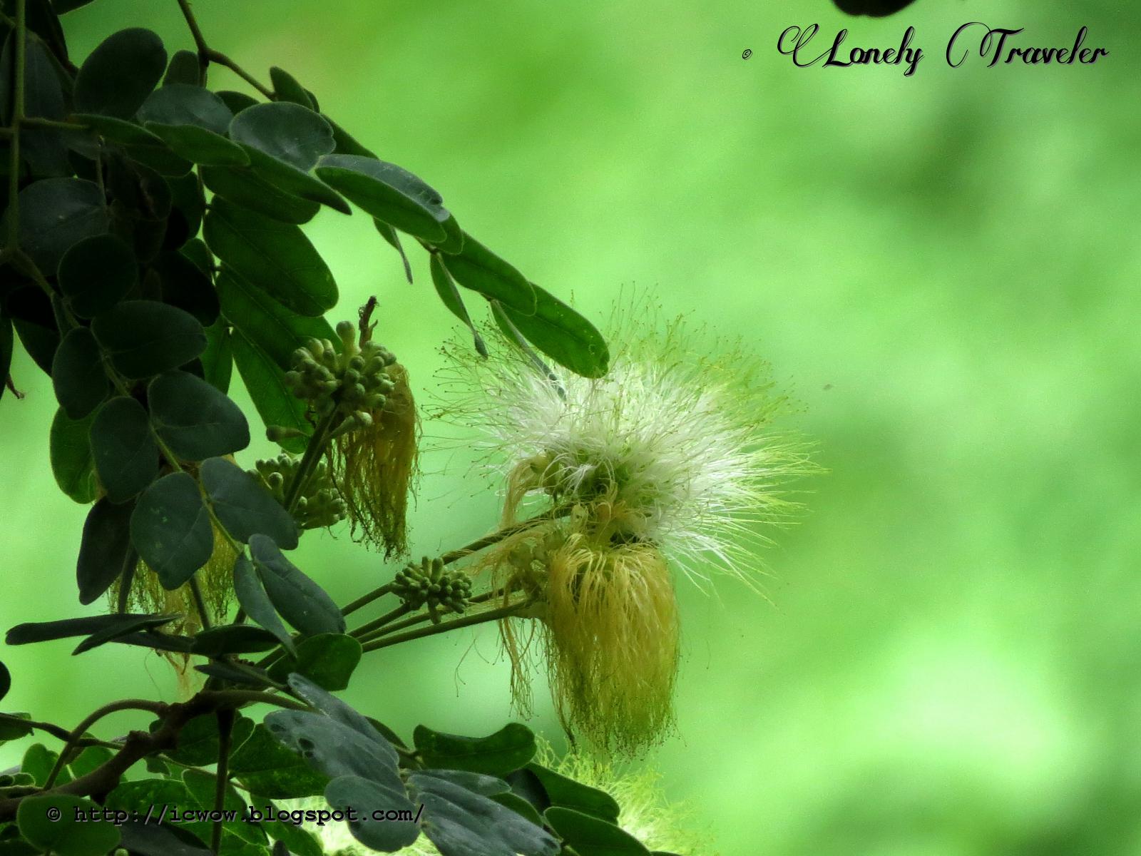 Shirish - Albizia lebbeck