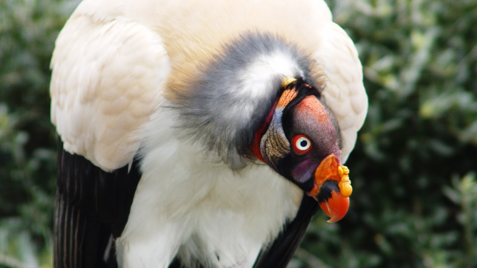 Chicken Feathers: Ever see a King Vulture?