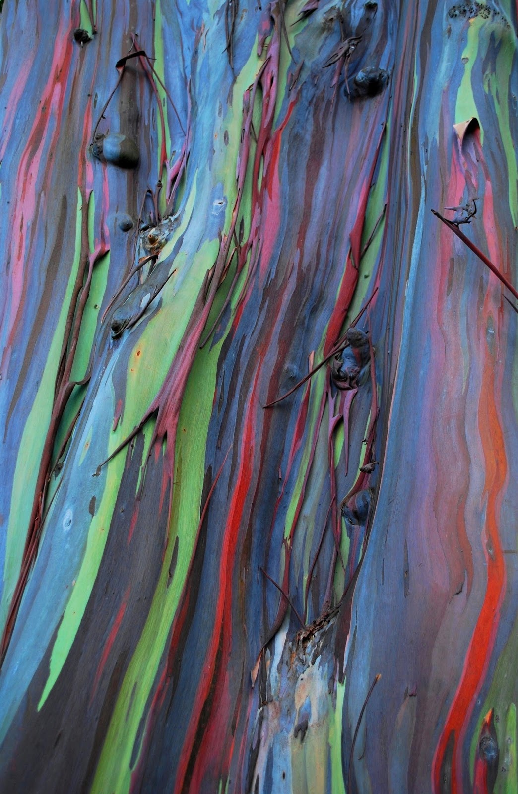 The Intercontinental Gardener: A psychedelic Heritage Tree