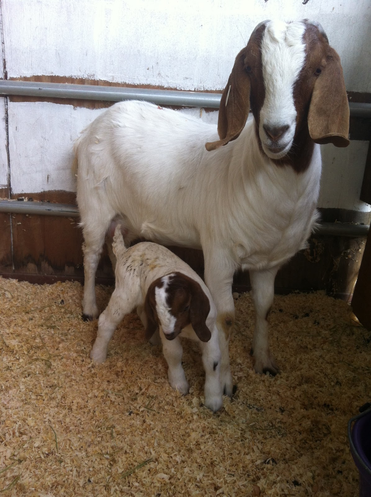 Got Your Goat Info: Watch Me Grow! Bonus Goat: Patty