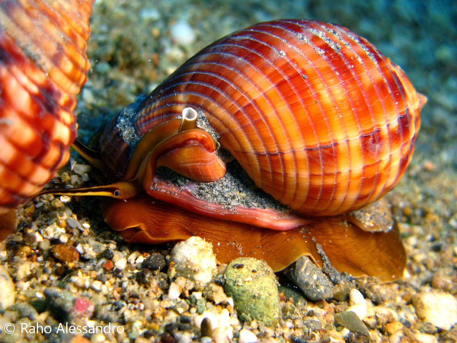 Necton e Plancton: Molluschi