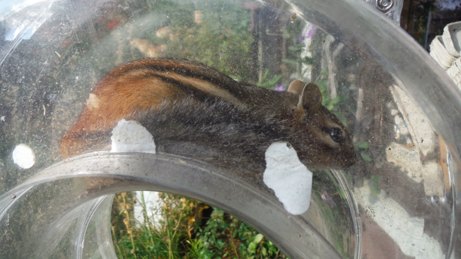 Bondi Resort BLOG: Chipmunk Wheel