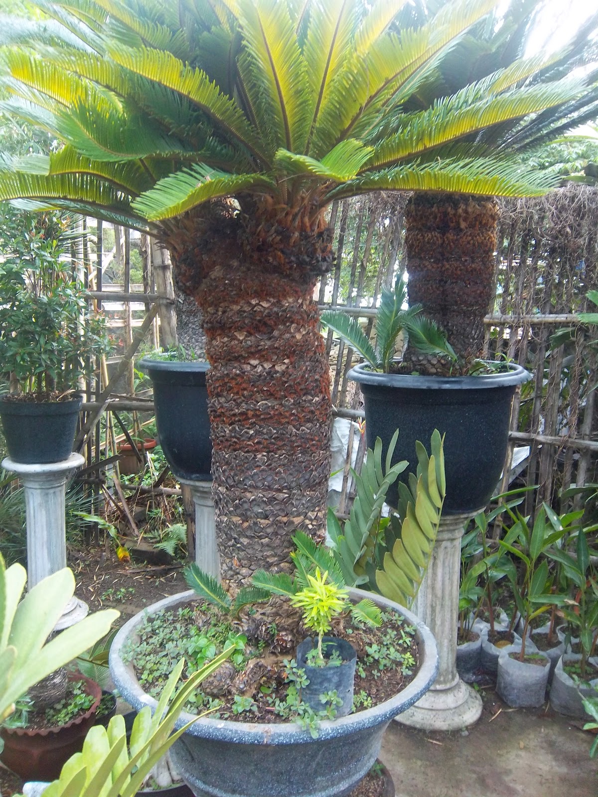 beautiful cicas......yogyakarta | WONOBODRO WAS MIJN DORP