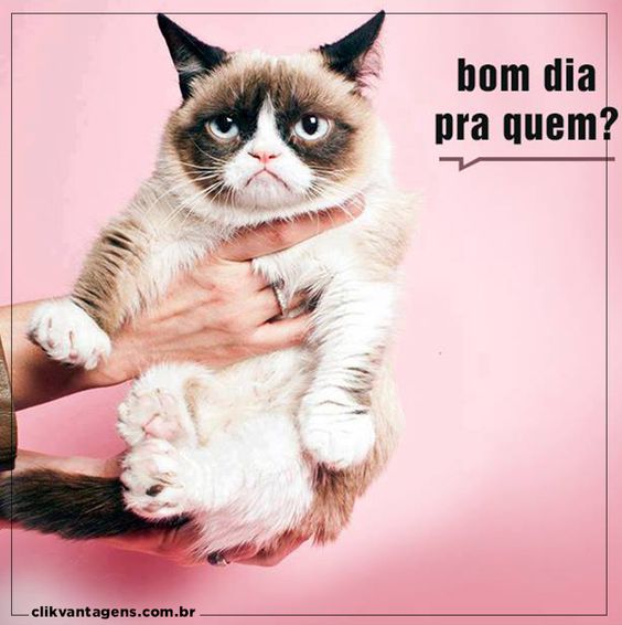 Meme do Grumpy Cat para dias de TPM ~ ZapZap da Zoeira
