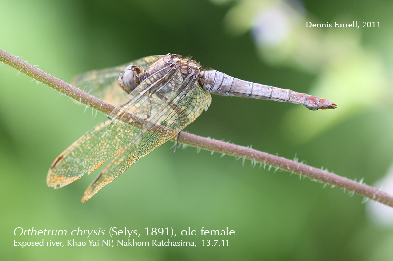 Orthetrum chrysis - Alchetron, The Free Social Encyclopedia