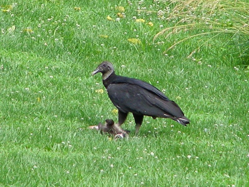 Blue Jay Barrens: Vultures