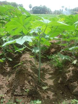 Sizzling Castor ( Ricinus communis, Aamanakku, Disa) | Innovative ...