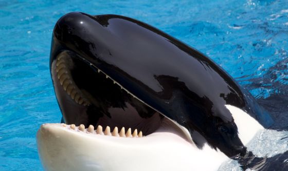 Busted: Who watched Blackfish