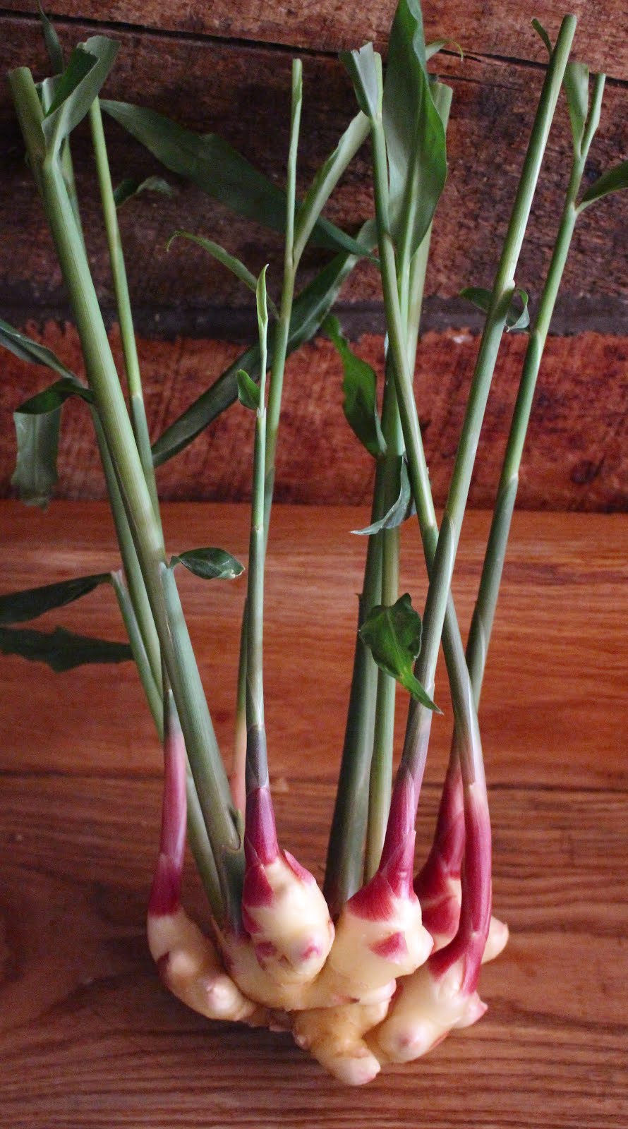 Harmony Valley Farm: Vegetable Feature: Fresh Baby Ginger