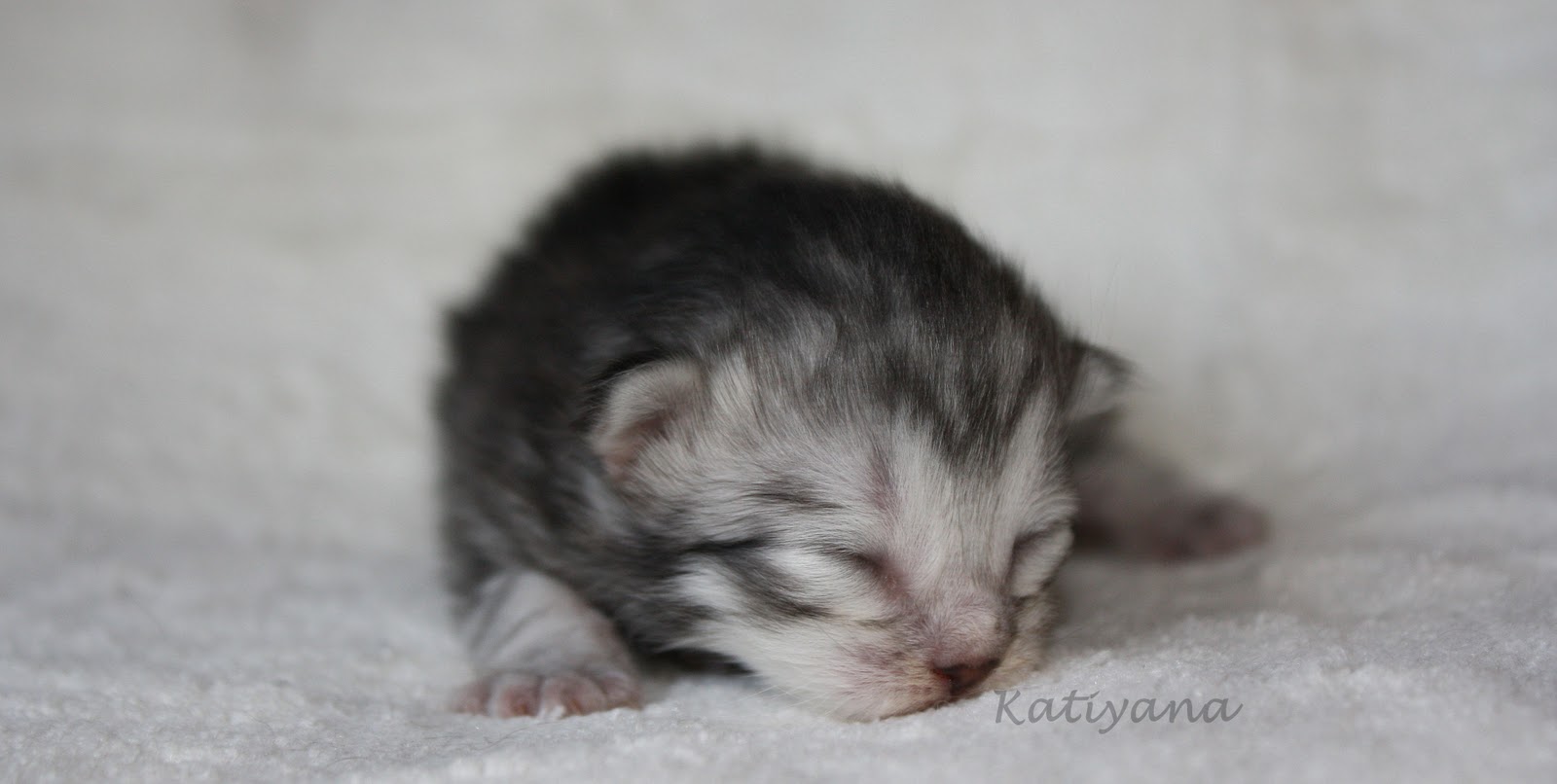 Midnightstar Siberians: Kittens - 1 week old