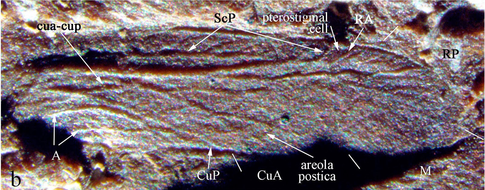 Sciency Thoughts: Metamorphic Insects from the Late Carboniferous of ...