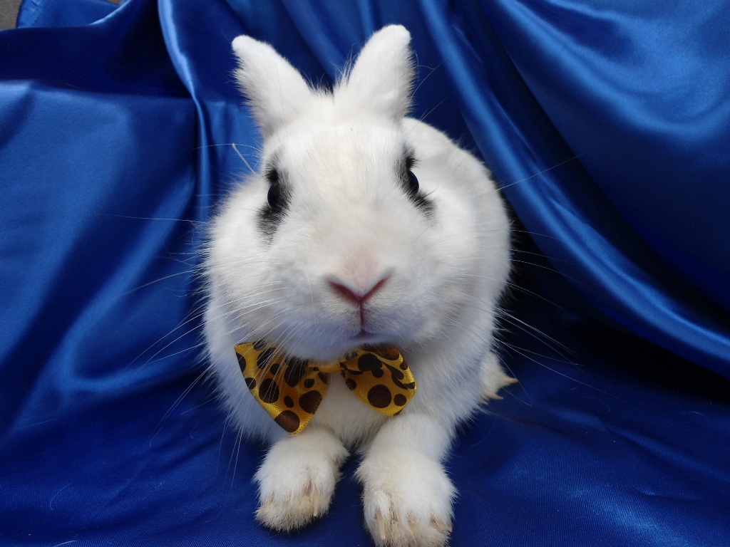 Mini Coelhos Baby: Hotot: Matrizes e Reprodutores