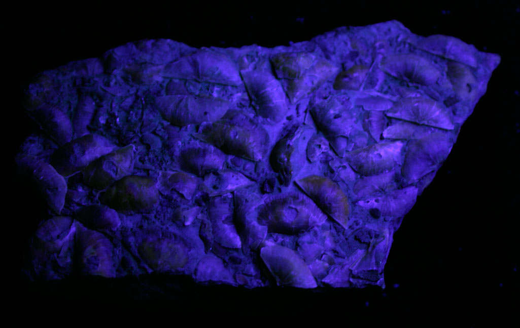 Louisville Fossils and Beyond: UV Fluorescent Brachiopods