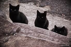 Fingerplays & Action Rhymes: Three Black Cats