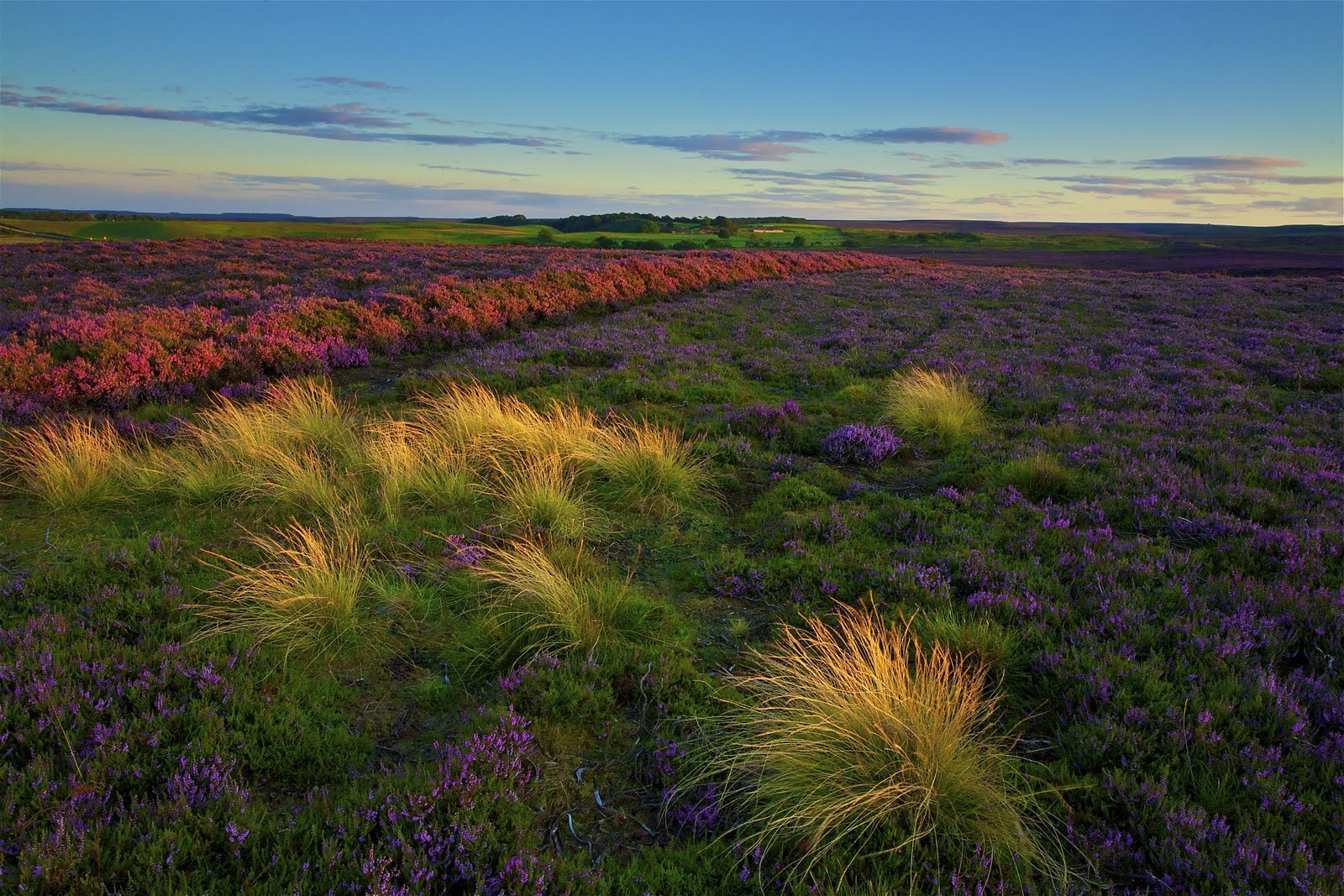 Definition Of A Heather at Florence Parsons blog