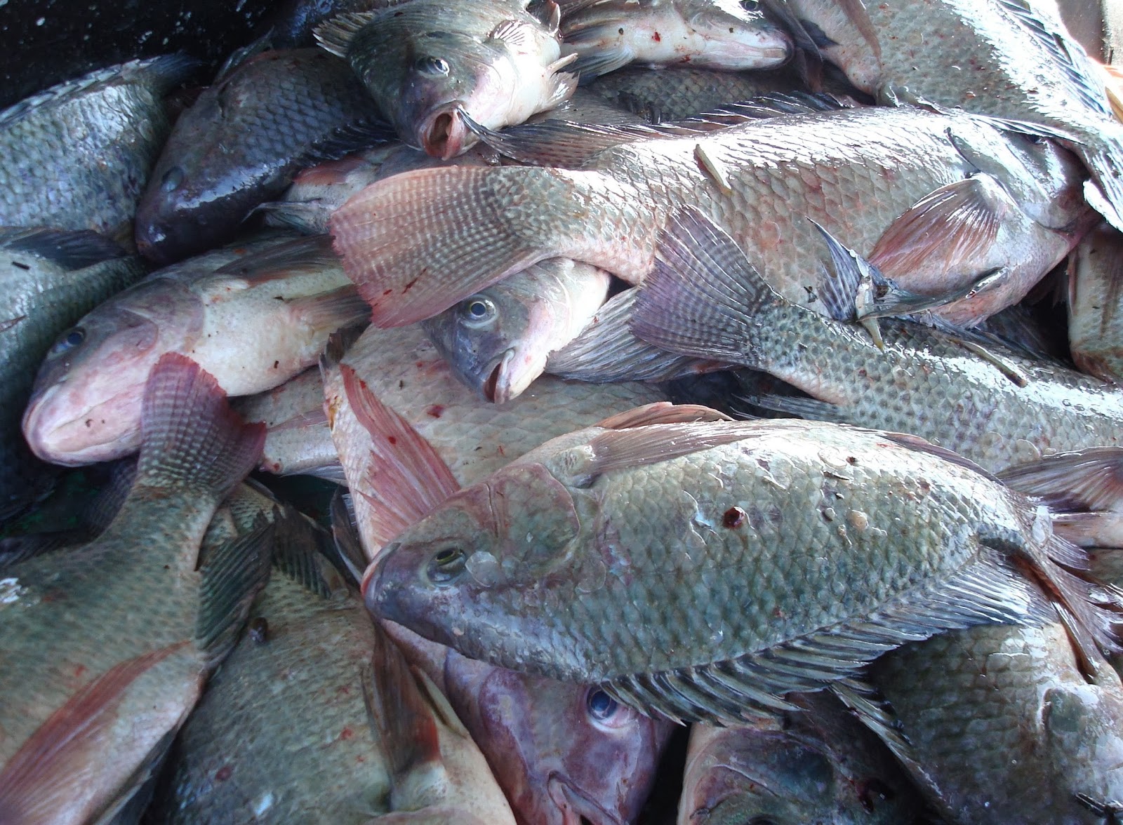 FISHERIES IN TANZANIA: Oreochromis niloticus, The Nile tilapia, (Ngege ...