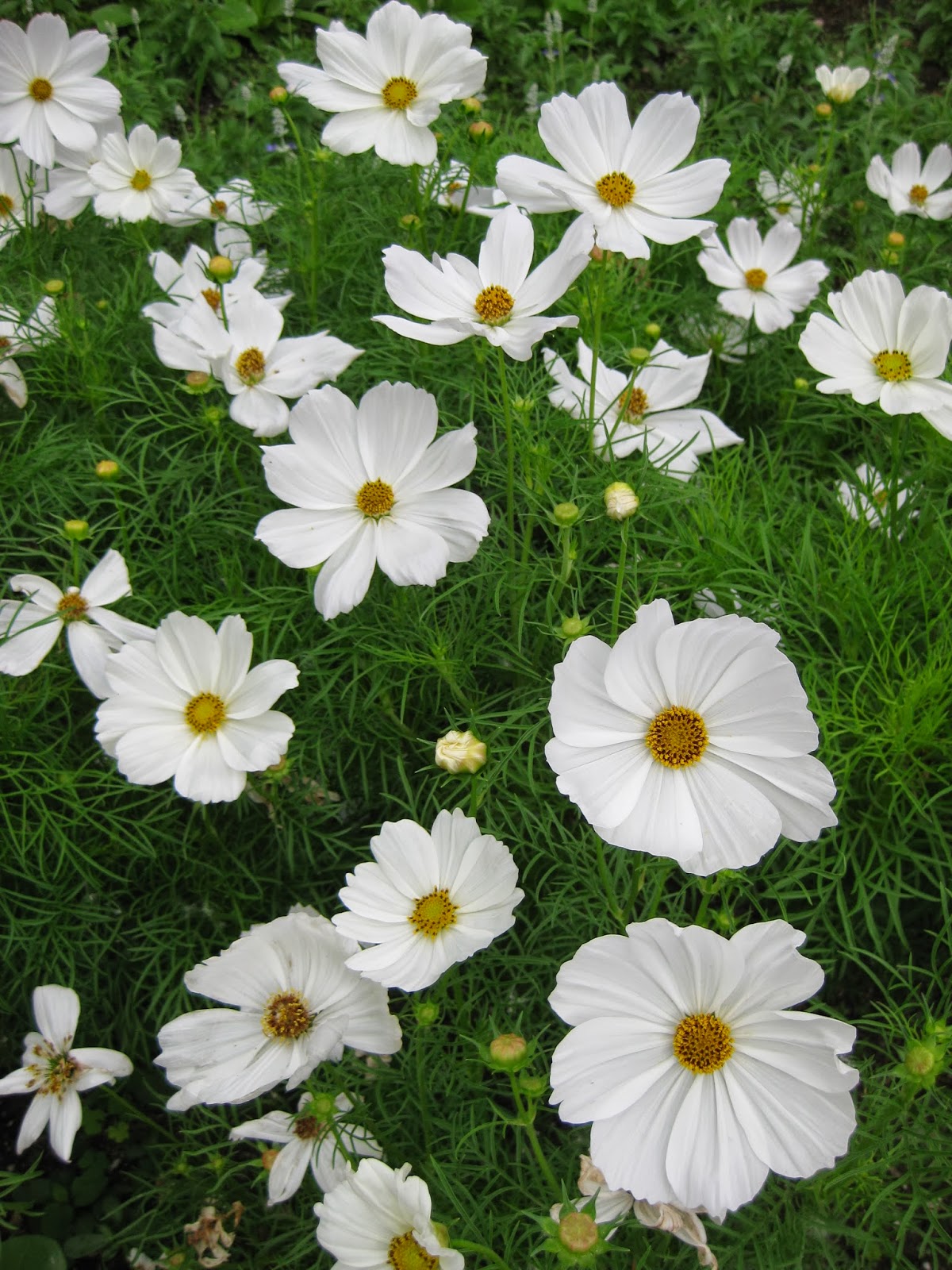 Rotary Botanical Gardens - Hort Blog: Cosmos Galore In 2014