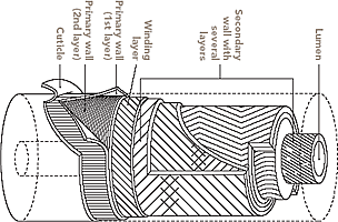 Micro and Macro Structure of the Cotton Fiber. ~ TextileBd
