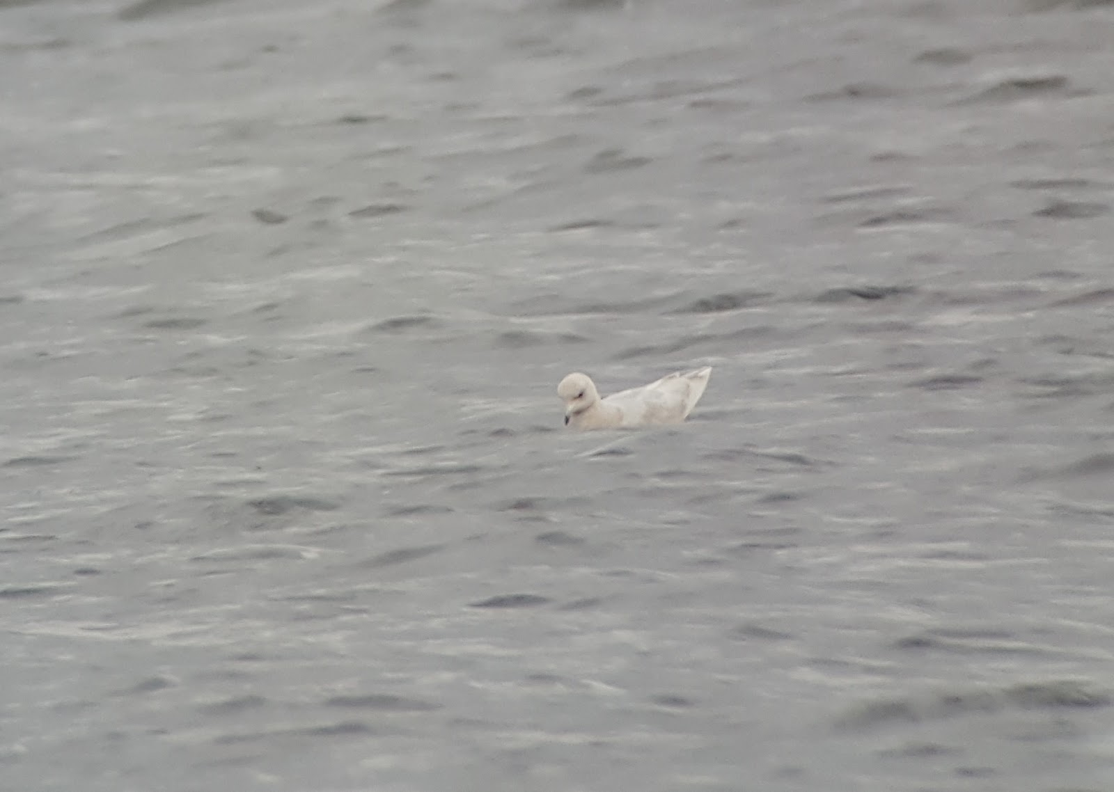 A Field Notebook: Pennington Flash gull roost