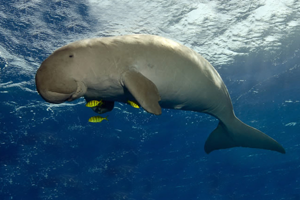 Dugongo ~ Animales en Peligro de Extinción