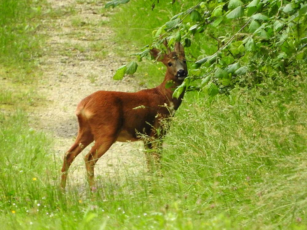 Loire Valley Nature: Roe Deer – Capreolus capreolus