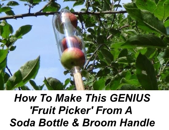 Fermierul roman: o ideie de a culege mai usor fructele din copac ...