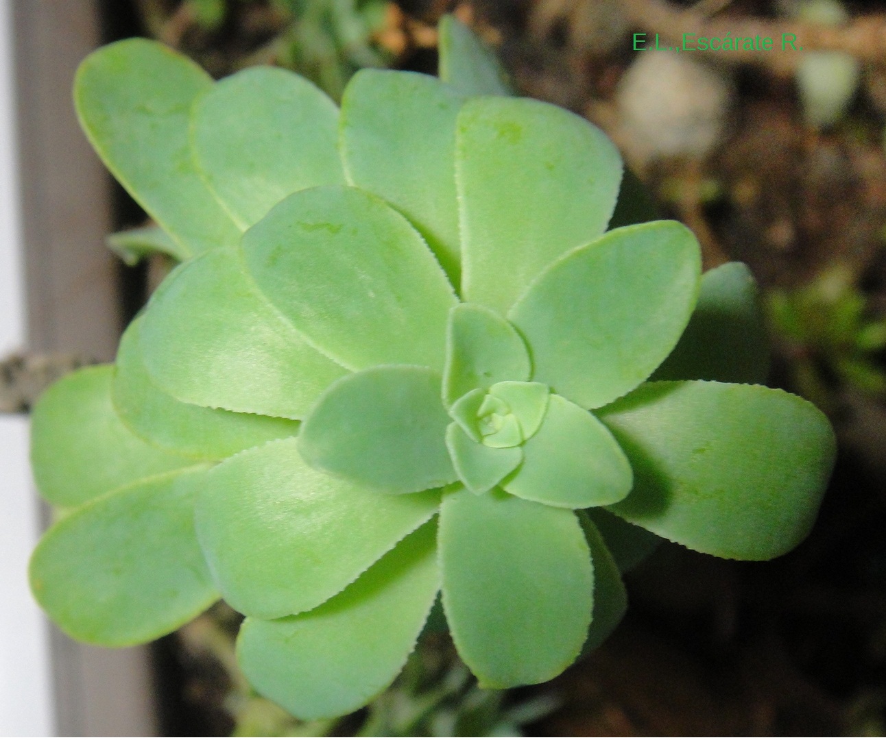 HIDRENQUIMO: Sedum cf. compressum Rose