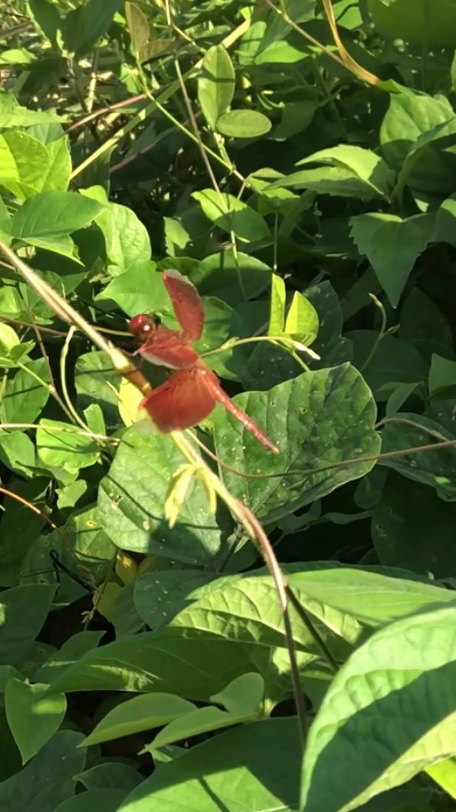 Macolletez: The Coddiwomple Feet: SAN CLEMENTE CAMILING TARLAC WONDERS ...