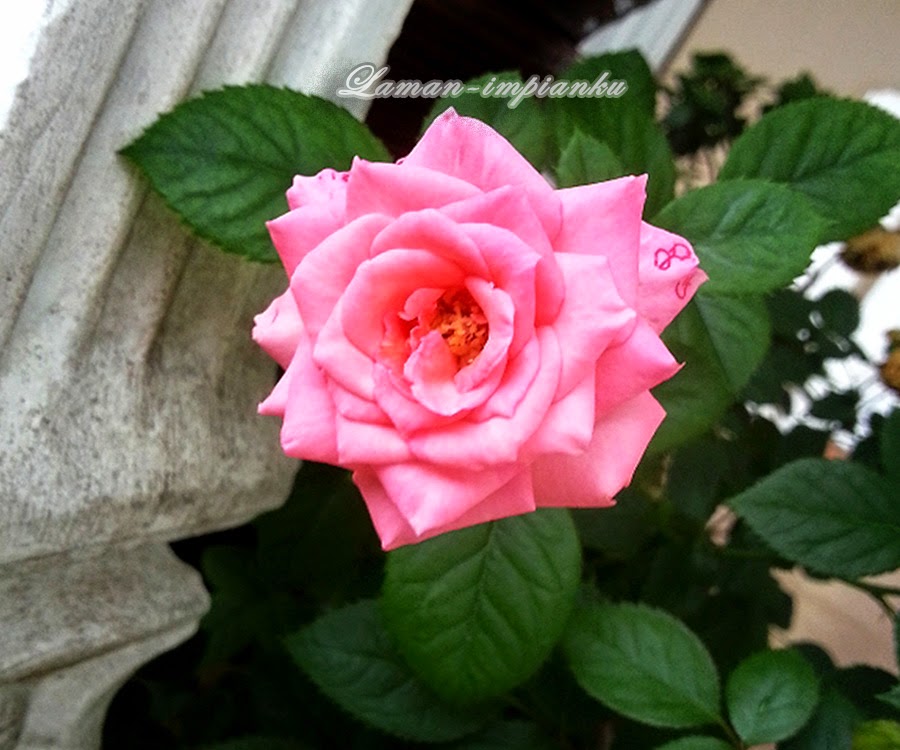 laman impianku...: Bunga ros dari Cameron