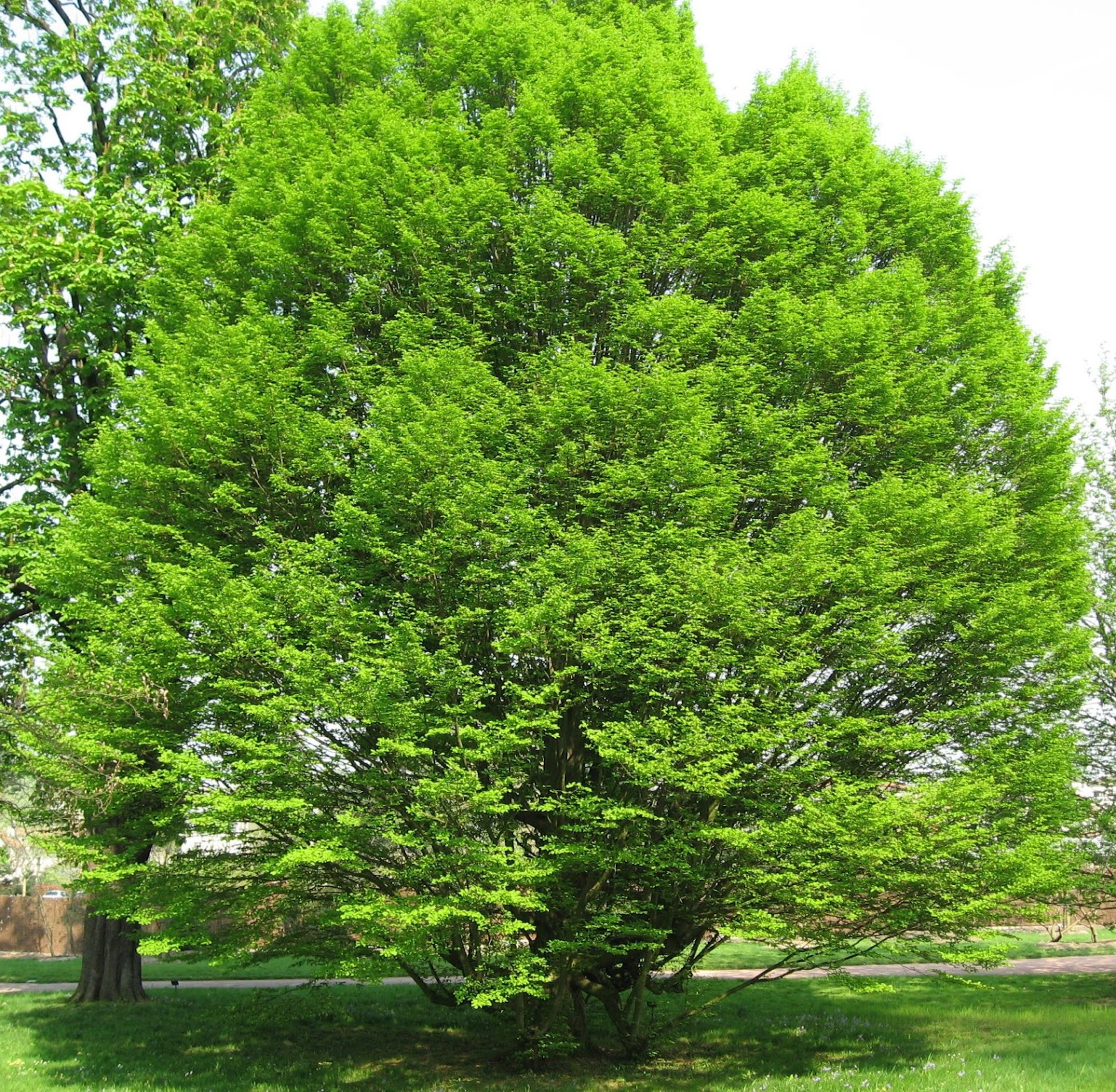 Piante. La vostra cura: Carpino - Carpinus betulus