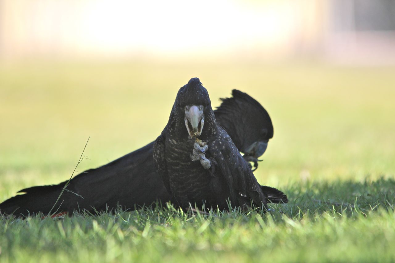 Pete's Flap Birding Aus: Kununurra cockies