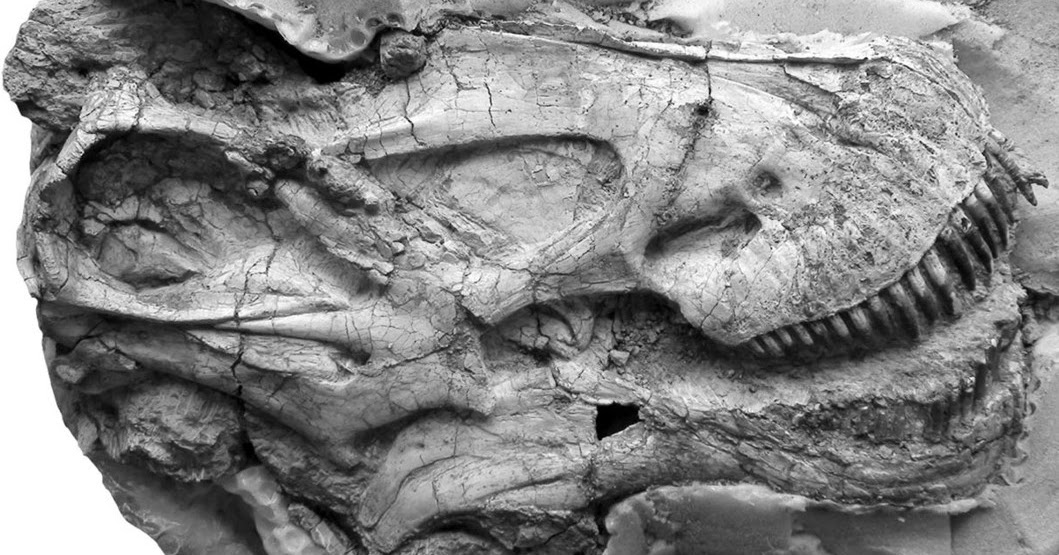 Paleosur: The skull of the titanosaur Tapuiasaurus macedoi, from the ...