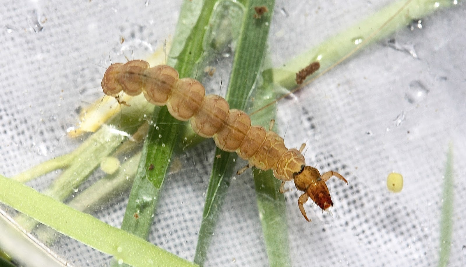 Aquatic Insects of Central Virginia: One down: the Free-living ...