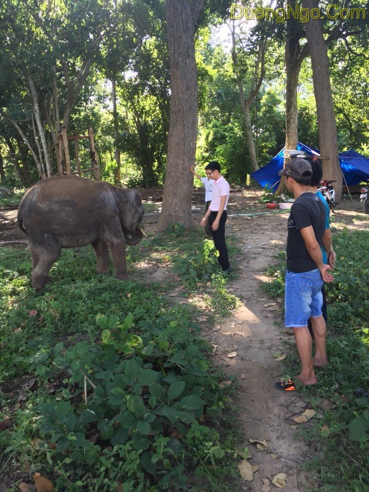 Chú voi con ở Bản Đôn