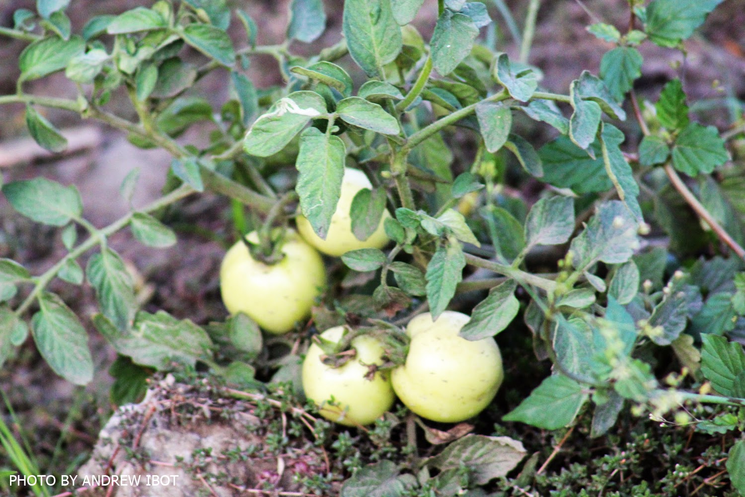 Ako si ANDREW IBOT!: Kamatis (Tomato, Lycopersicum esculentum)