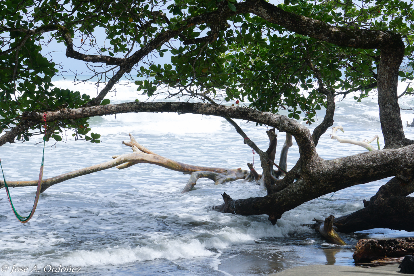 El Jardín de la Barrosa: Viajes recientes. El almendro de playa y el ...