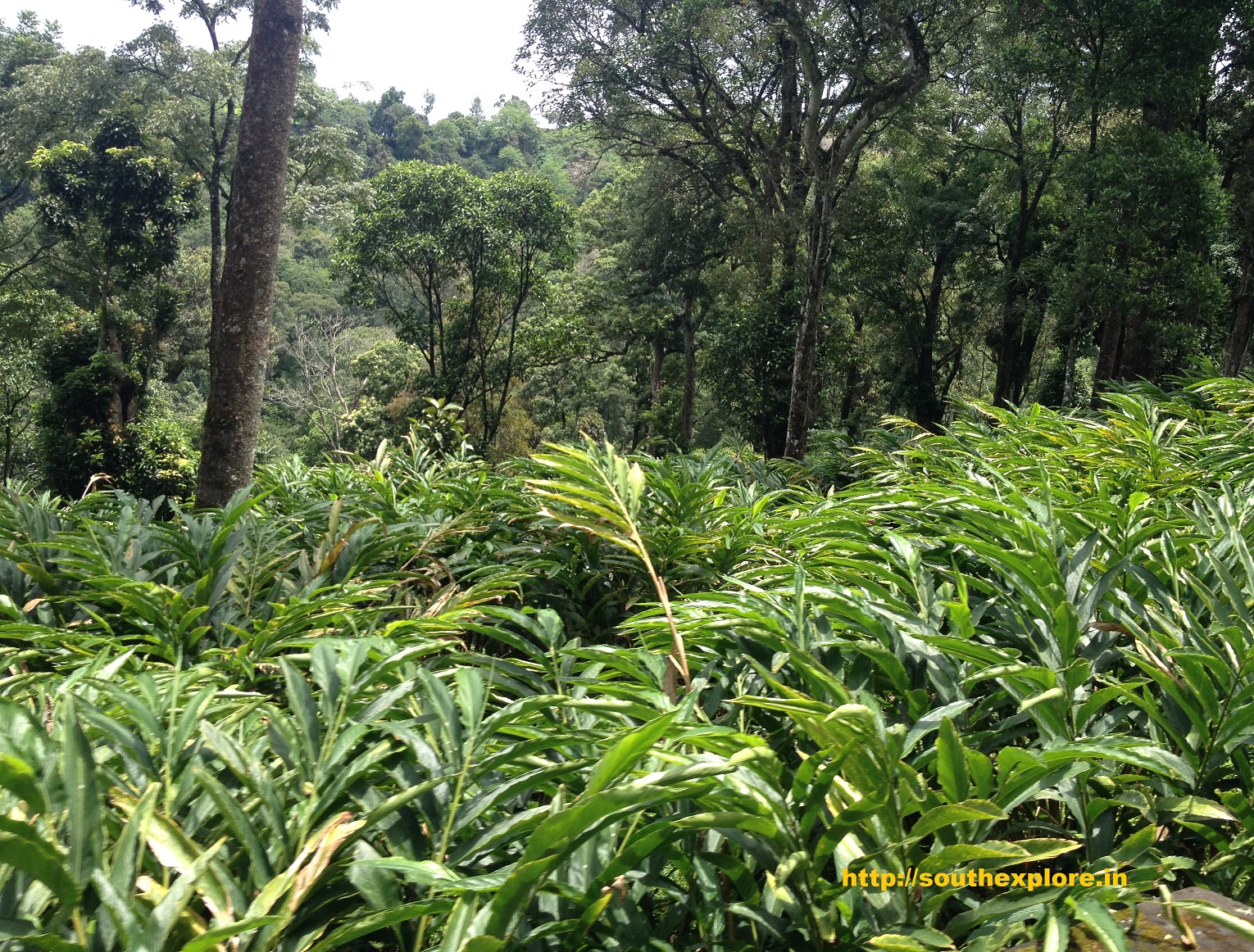 MUNNAR-POOPARA-THENI-CUMBUM-KUMILI-KANJIRAPPALLY-KOTTAYAM ONE DAY TRIP ...