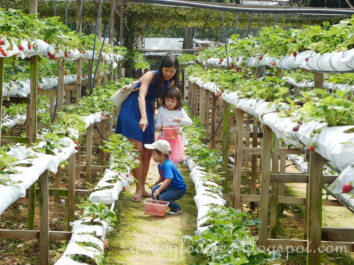 GoodyFoodies: Genting Strawberry Leisure Farm, Gohtong Jaya, Genting ...