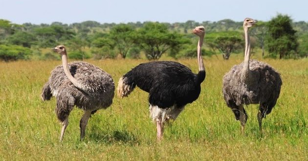 Information2media: जानें, शुतुरमुर्ग के बारे में रोचक बातें (Shuturmurg)